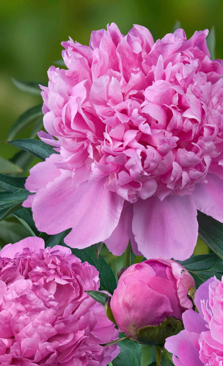 Mons Jules Elie Roots – Green Garden Farm