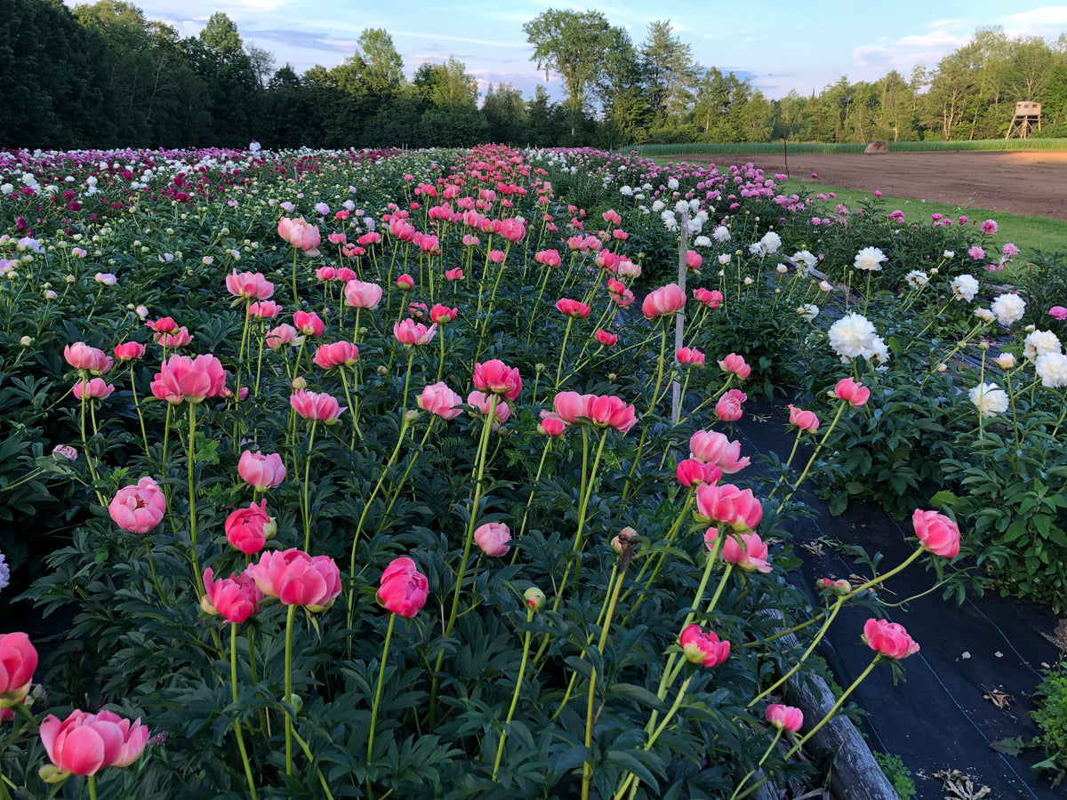 Peony Farm Open House – Green Garden Farm