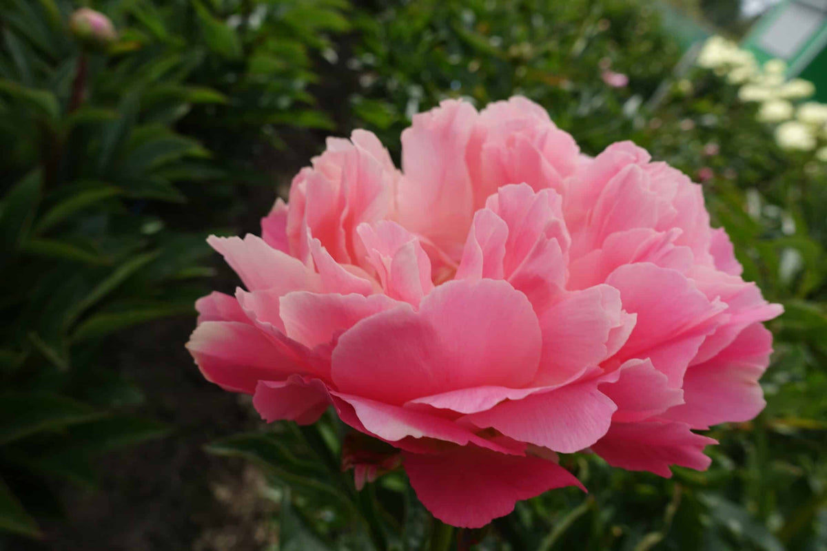 Pink Hawaiian Coral Roots – Green Garden Farm