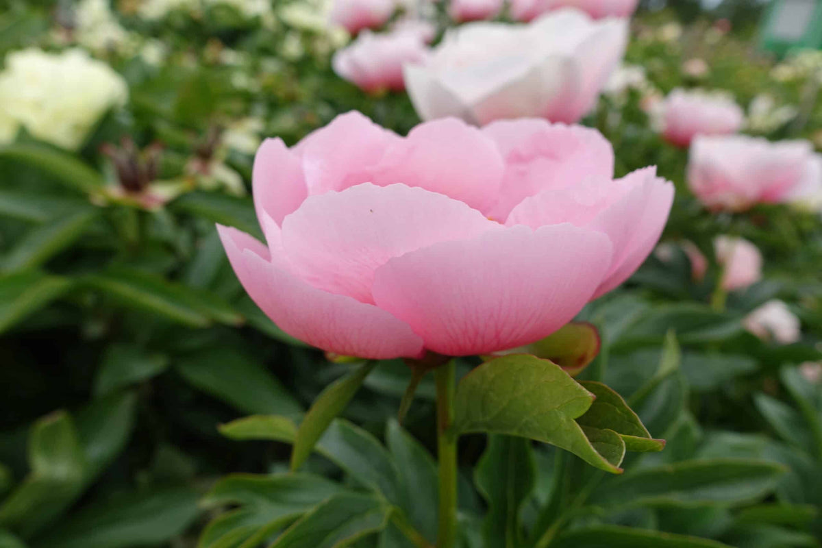 Soft Salmon Saucer Roots – Green Garden Farm