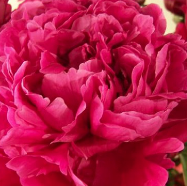 Red Sarah Bernhardt Roots – Green Garden Farm