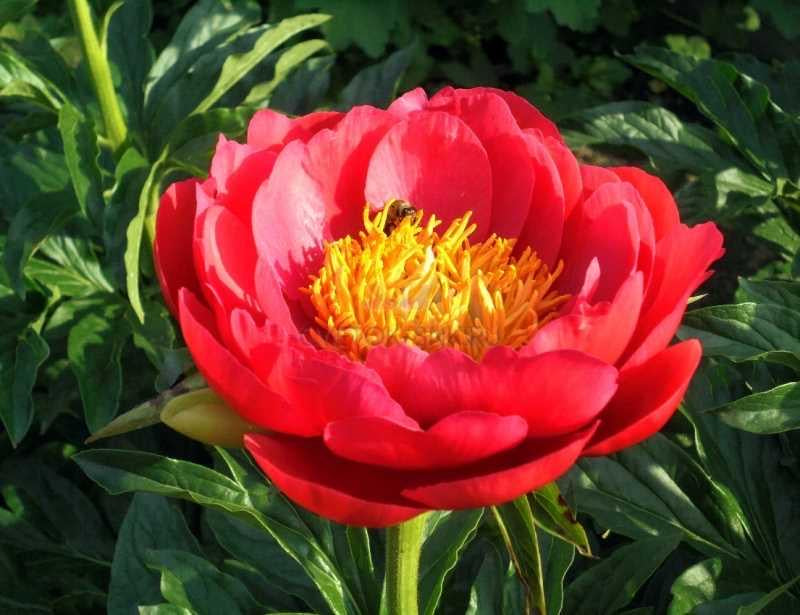 Coral Magic Roots – Green Garden Farm
